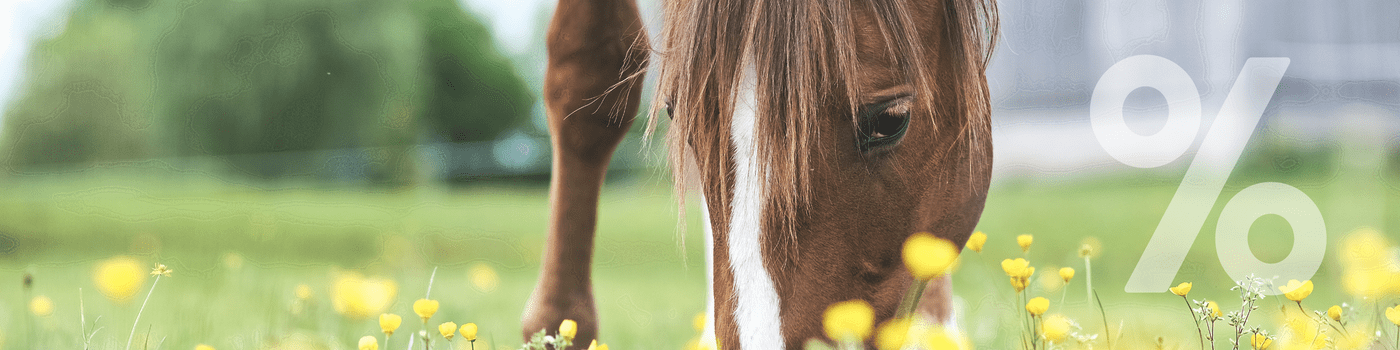 PROFI-TACK Westernreitsport Online-Shop